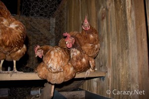 The Chicken Diaries #5 (Perpetual Chicken Roosting Machine & The ...