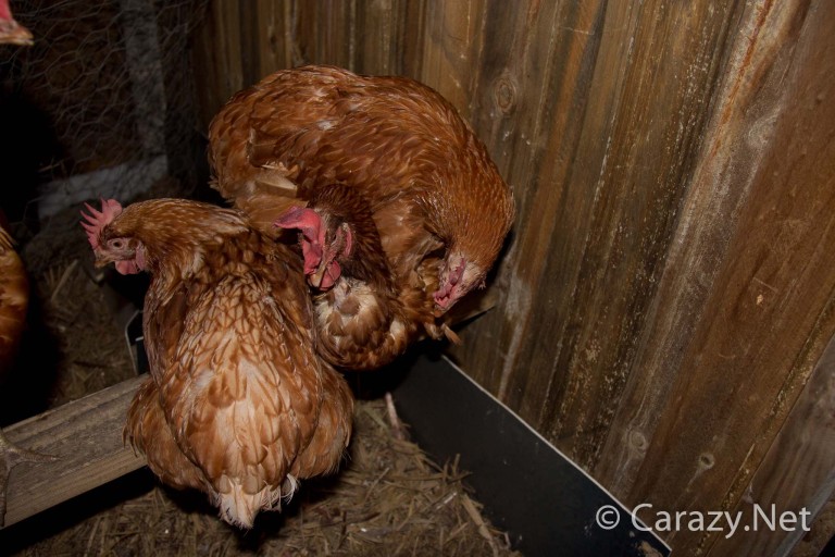 The Chicken Diaries #5 (Perpetual Chicken Roosting Machine & The ...