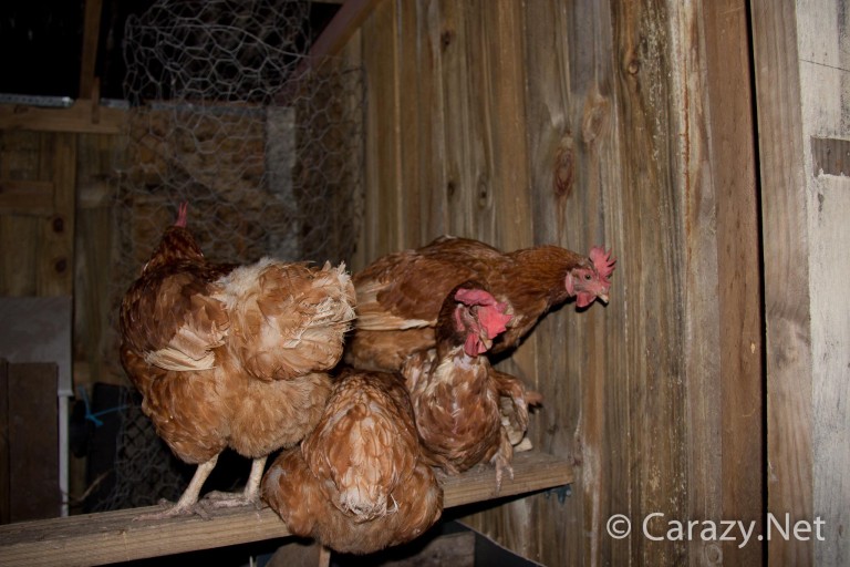 The Chicken Diaries #5 (Perpetual Chicken Roosting Machine & The ...